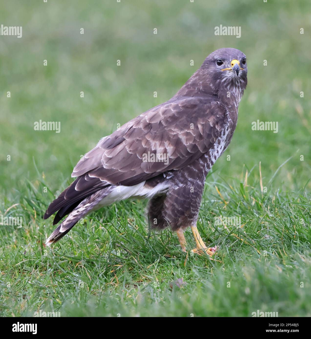 Common Buzzard feeding on the ground in the Cotswold Hills UK Stock ...