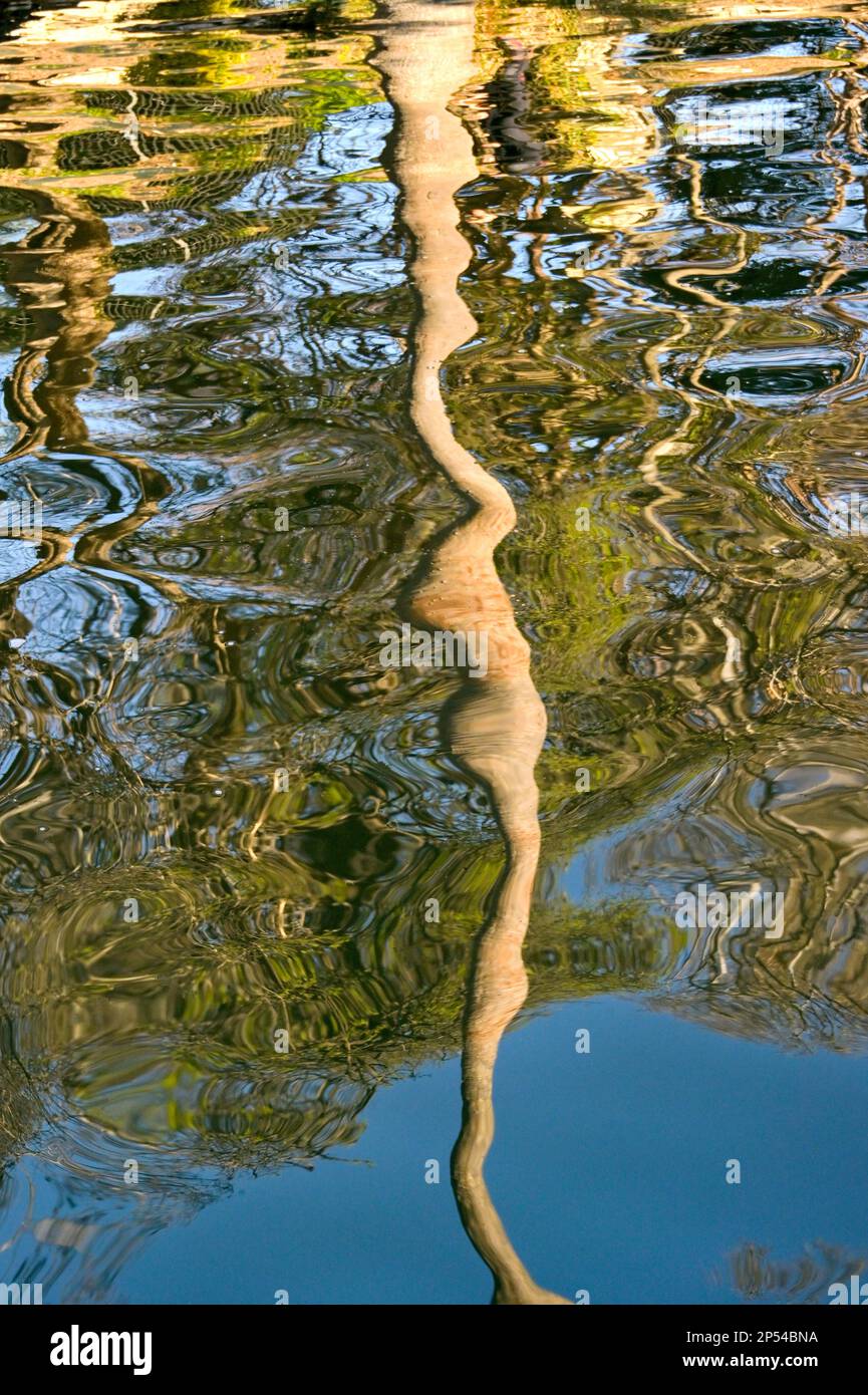 Abstract image of a ree reflected in the rippled water of a canal ...