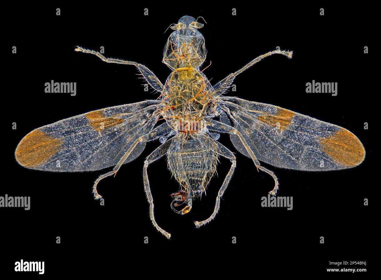 Carrot fly hi-res stock photography and images - Alamy