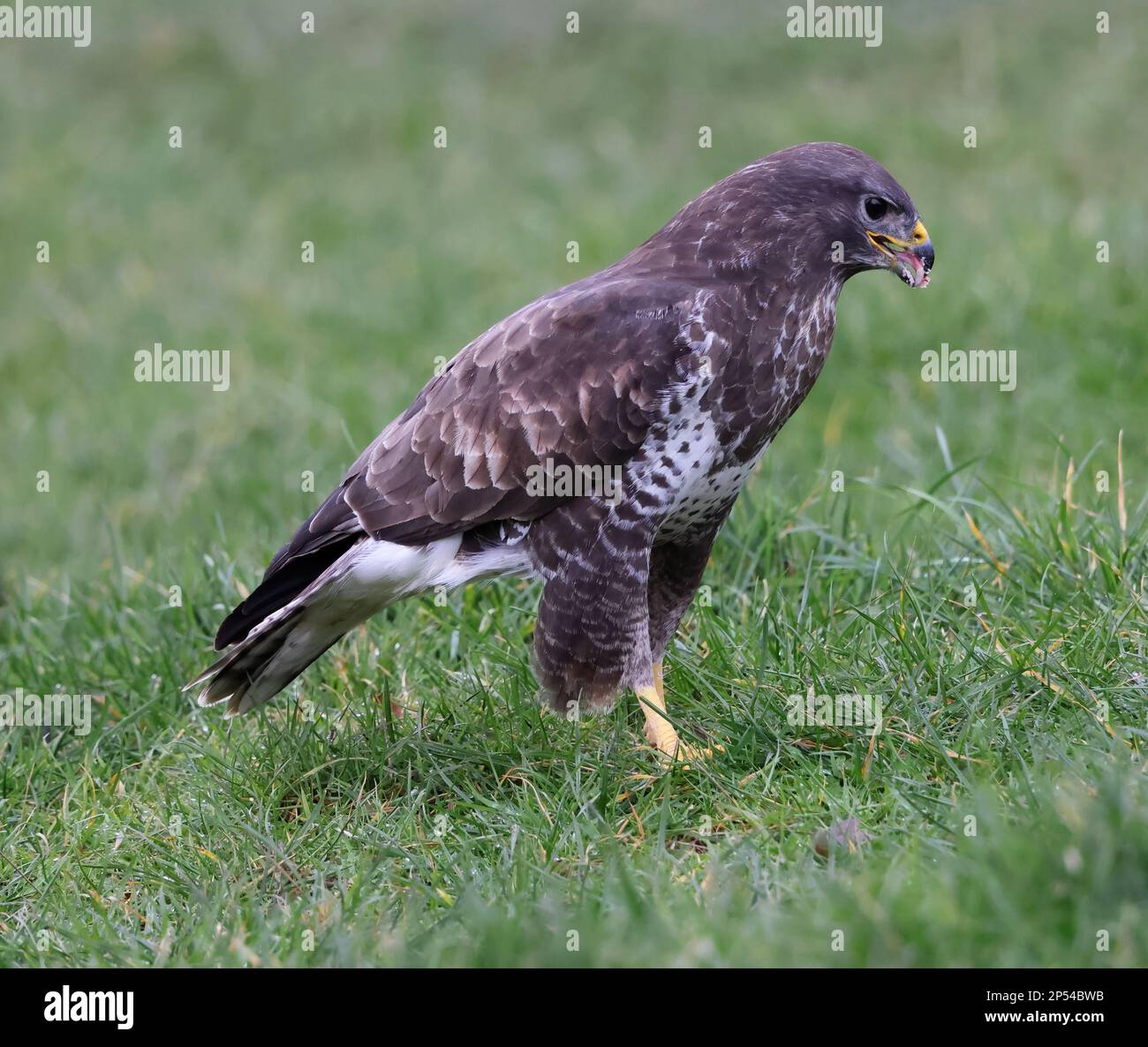 Common Buzzard feeding on the ground in the Cotswold Hills UK Stock ...