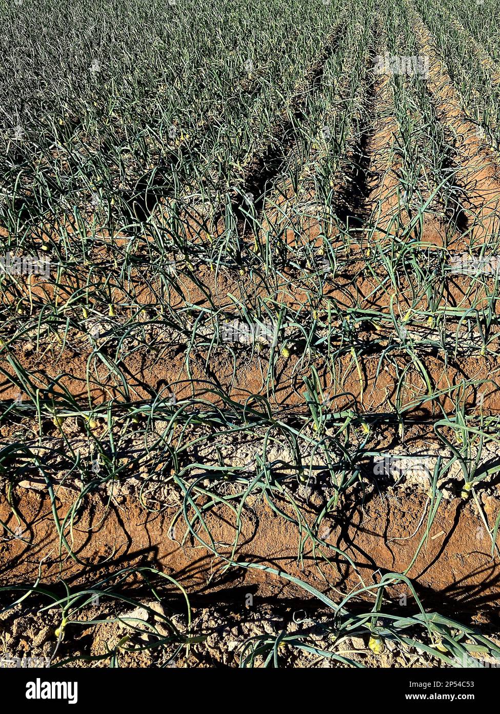 A field of onions prepared for harvesting. traditional agriculture ...