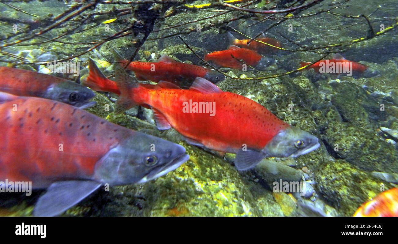 Kokanee salmon swim up the East Fork of the Little Bear River, near ...