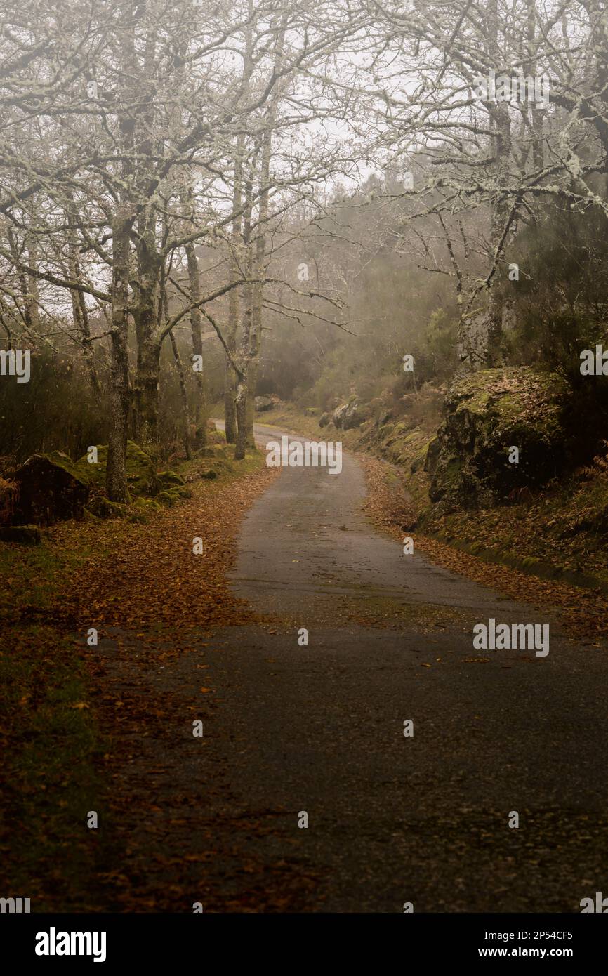 Peaceful calming walk through beautiful hi-res stock photography and ...