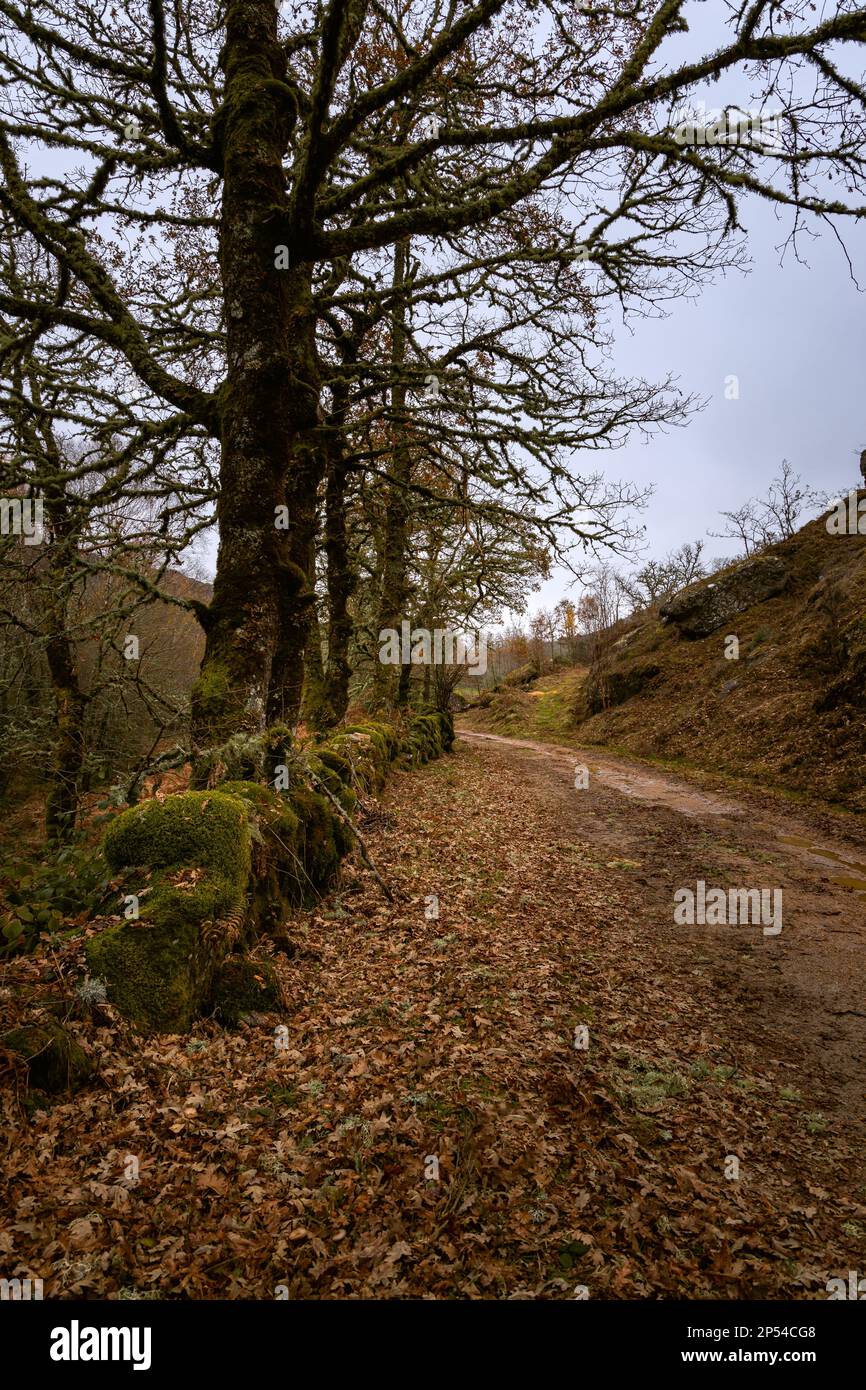 Exploring serene forest path hi-res stock photography and images - Alamy
