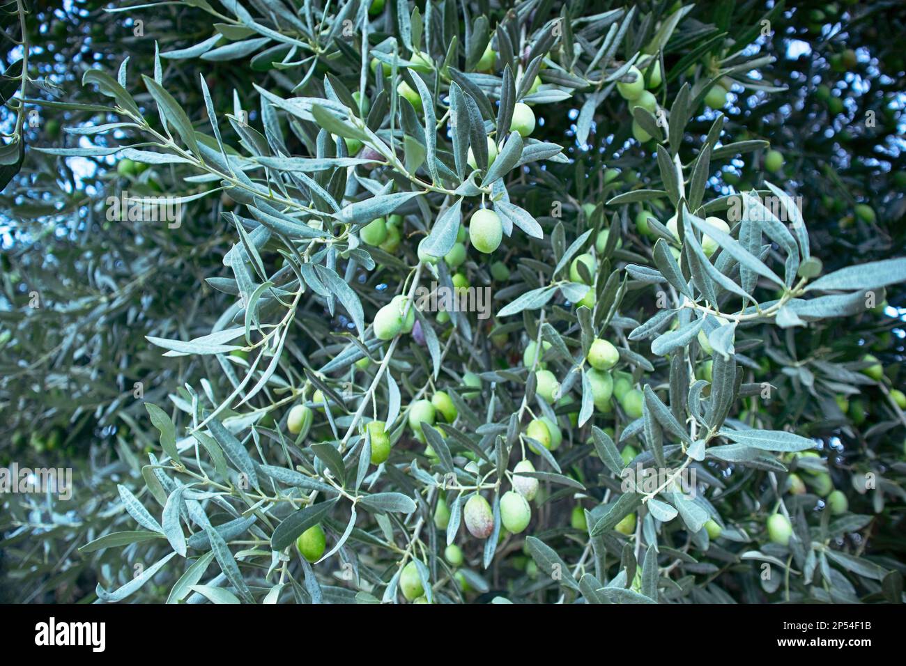 Close up of green olives on the tree. Turkish olives trees branch ...