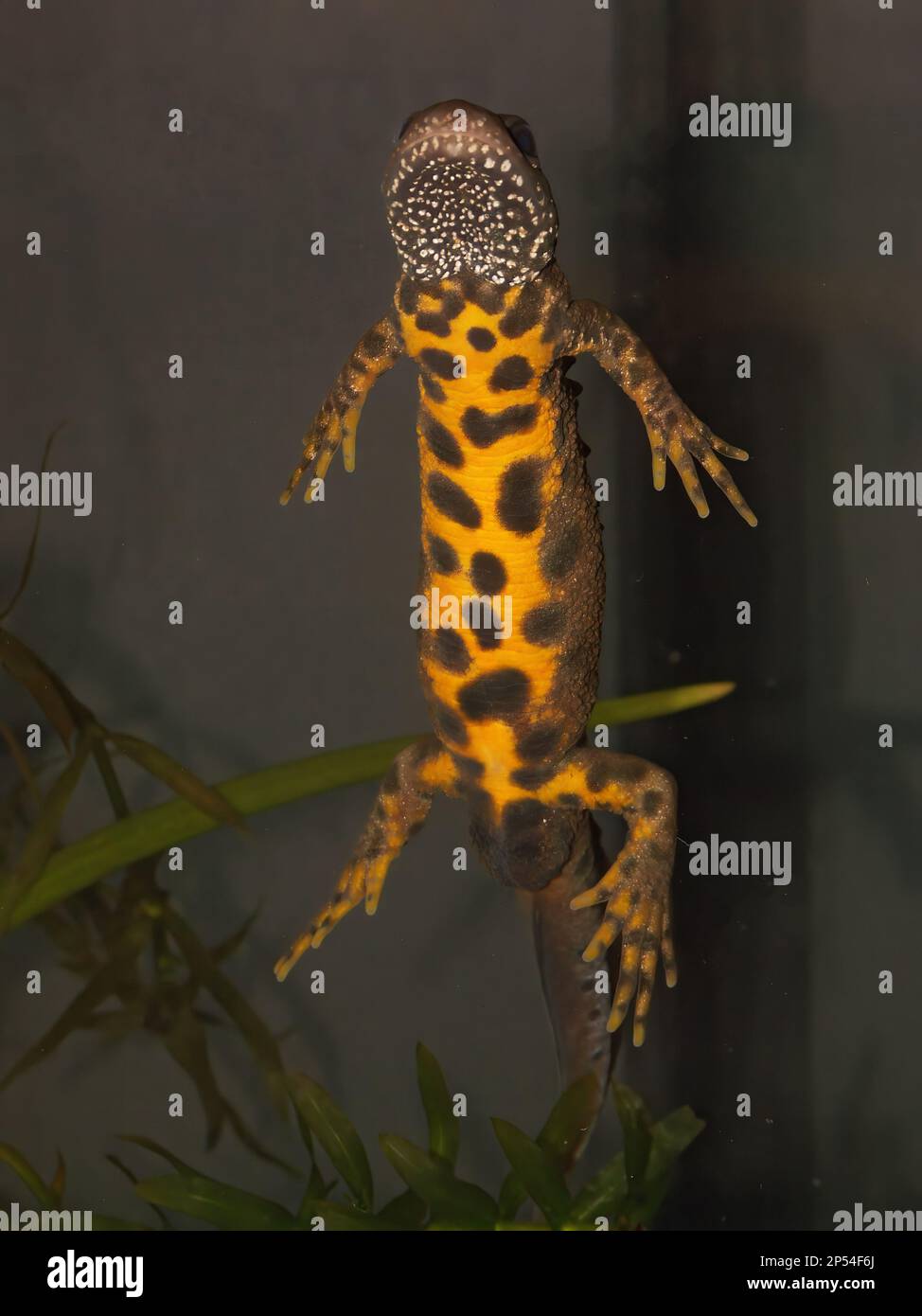 Vertical closeup on the colorful orange ventral side of a male crested ...