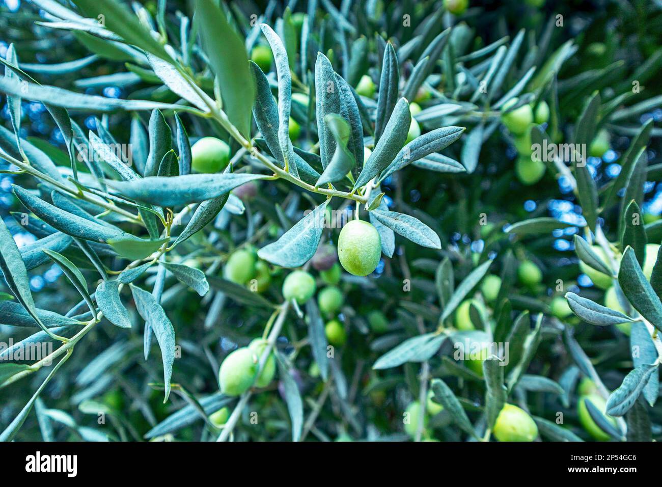 Close up of green olives on the tree. Turkish olives trees branch ...