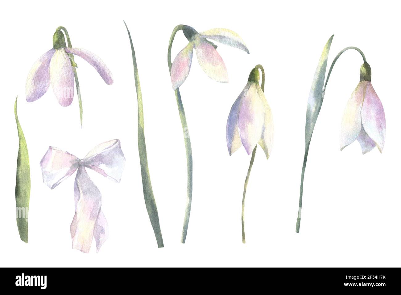 Set of watercolor spring flowers of snowdrops. Hand painted botanical ...
