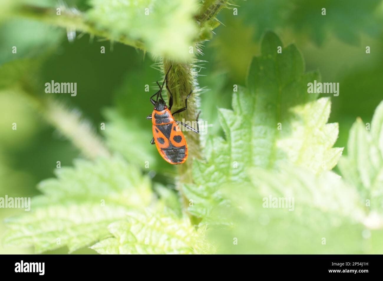 Macro plantas hi-res stock photography and images - Alamy
