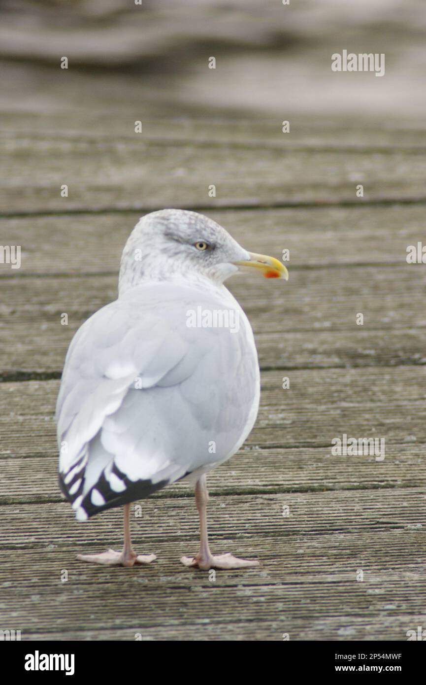 Silbermöwe, Larus argentatus Stock Photo - Alamy