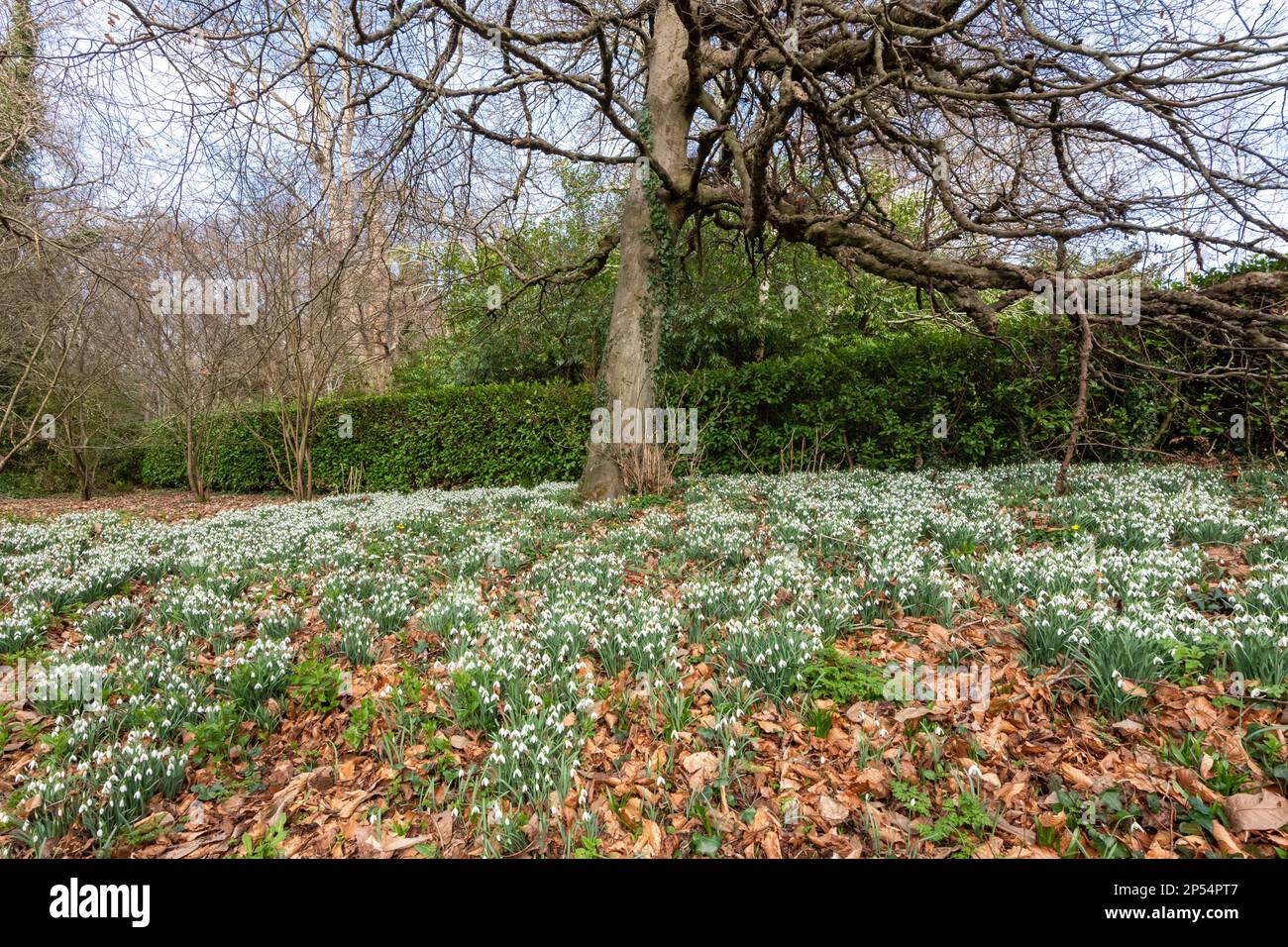 Close up of a patch common snowdrops (galanthus nivalis) in bloom under ...