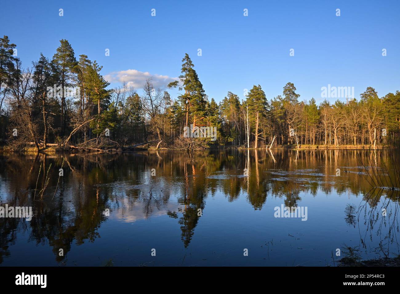 Spring in the national park of central Russia. Spring river landscape ...