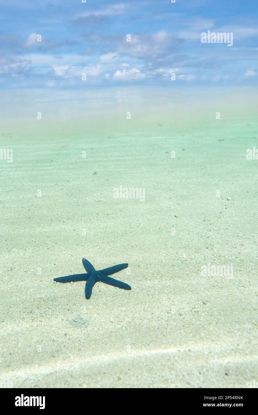 Blue Starfish in Fiji Stock Photo - Alamy