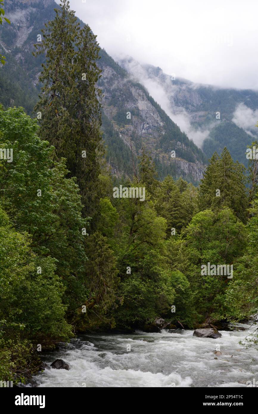 The rapids of Silverhope Creek, a tributary of the Fraser River, in the ...