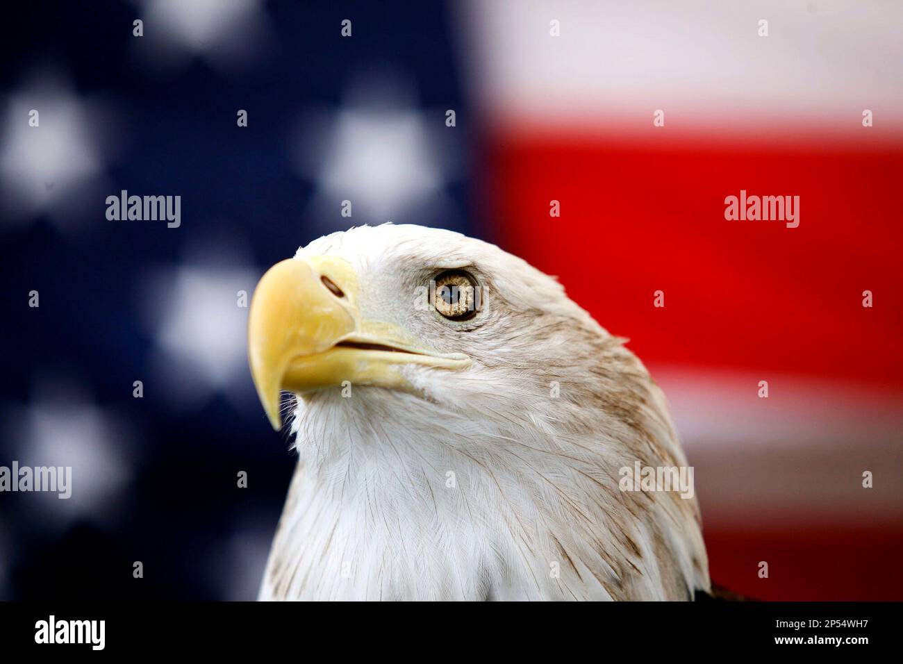 Sam The Eagle Flag