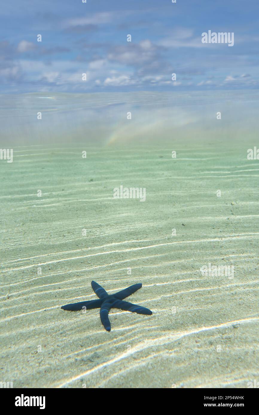 Blue Starfish in Fiji Stock Photo - Alamy