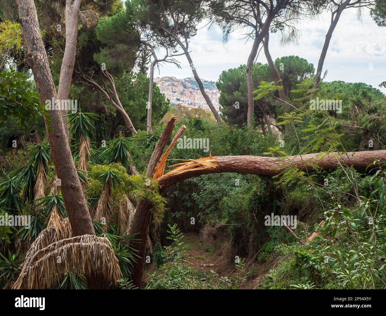 Trunked pine hi-res stock photography and images - Alamy