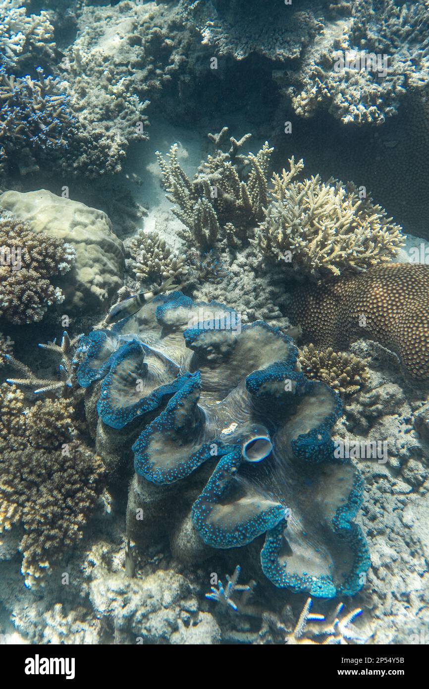 Giant clams (tridacna gigas) underwater on a reef in Fiji, South ...