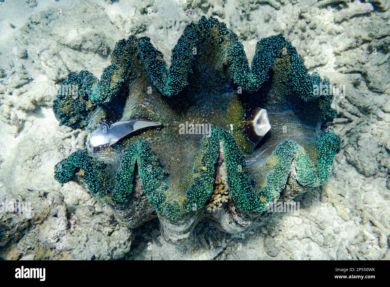 Giant clams (tridacna gigas) underwater on a reef in Fiji, South ...