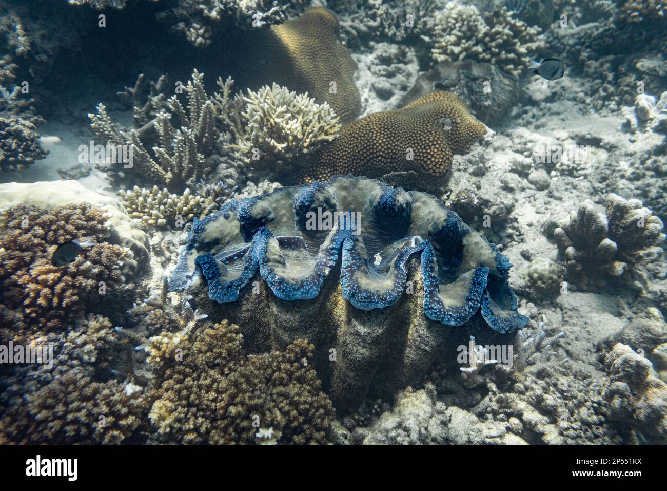 Giant clams (tridacna gigas) underwater on a reef in Fiji, South ...