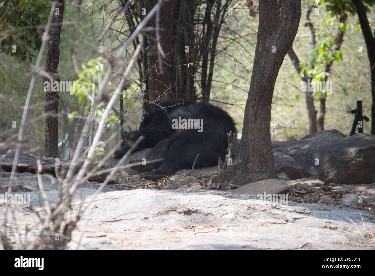 Indian bear at Bannerghatta national park Bangalore standing in the zoo ...