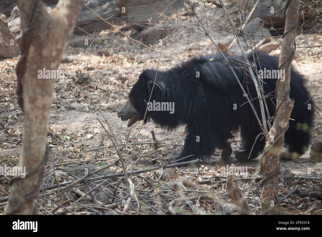 Indian bear at Bannerghatta national park Bangalore standing in the zoo ...