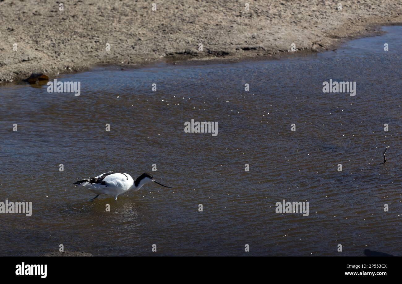 View of a pied avocet bird in Namibia Stock Photo - Alamy