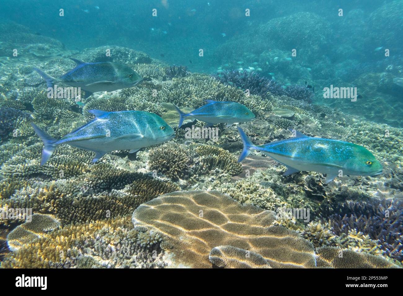 South pacific coral reef ecosystem hi-res stock photography and images ...