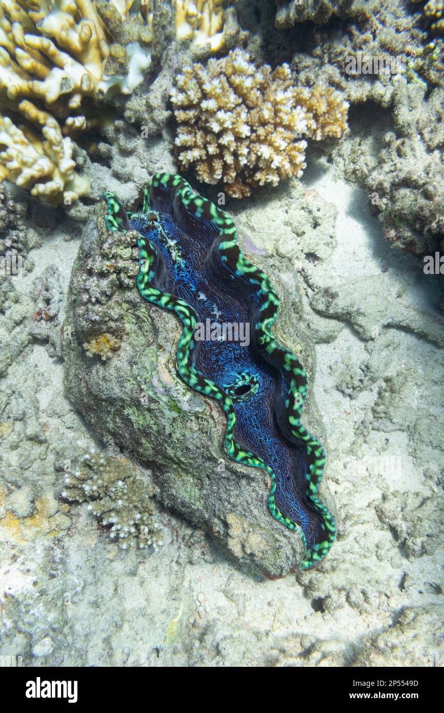Giant clams (tridacna gigas) underwater on a reef in Fiji, South ...
