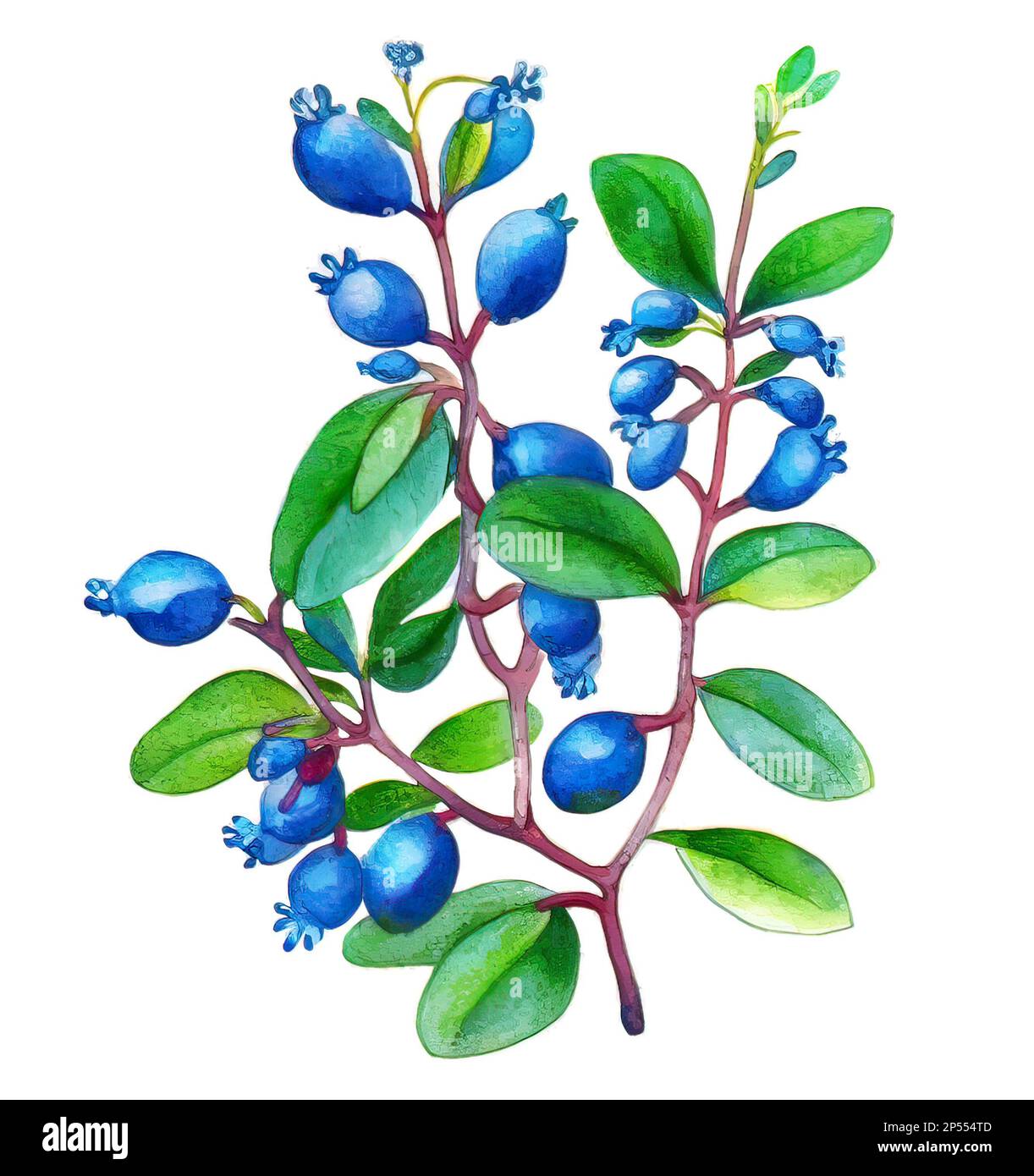 Botanical drawing vaccinium hi-res stock photography and images - Alamy