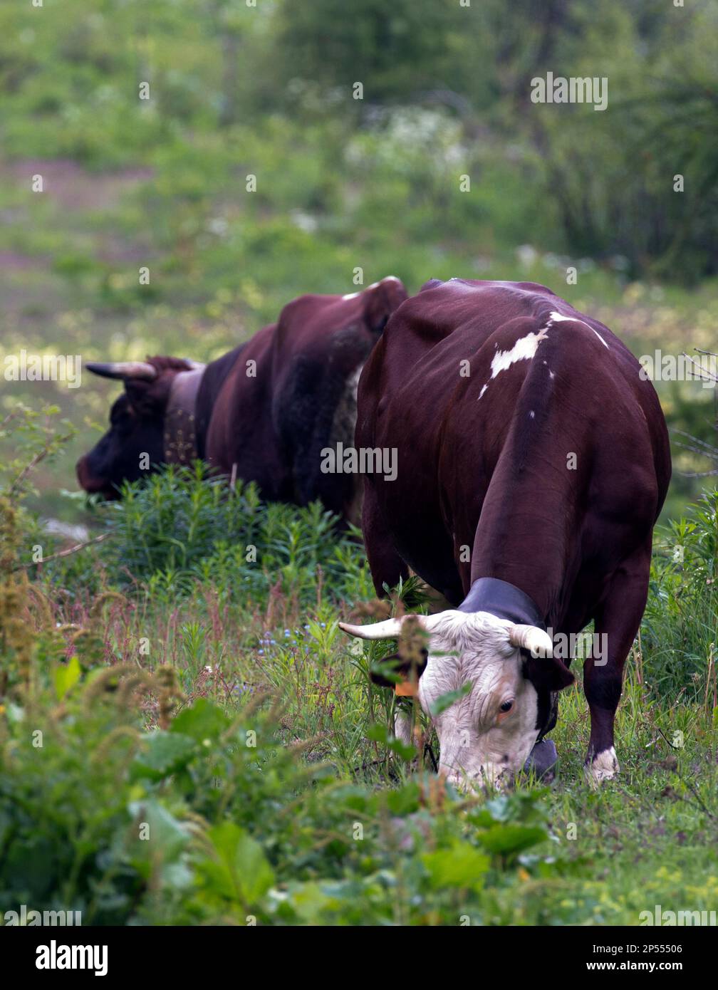 View of Valdostana Pezzata Rossa breed of cattle in Italy Stock Photo ...
