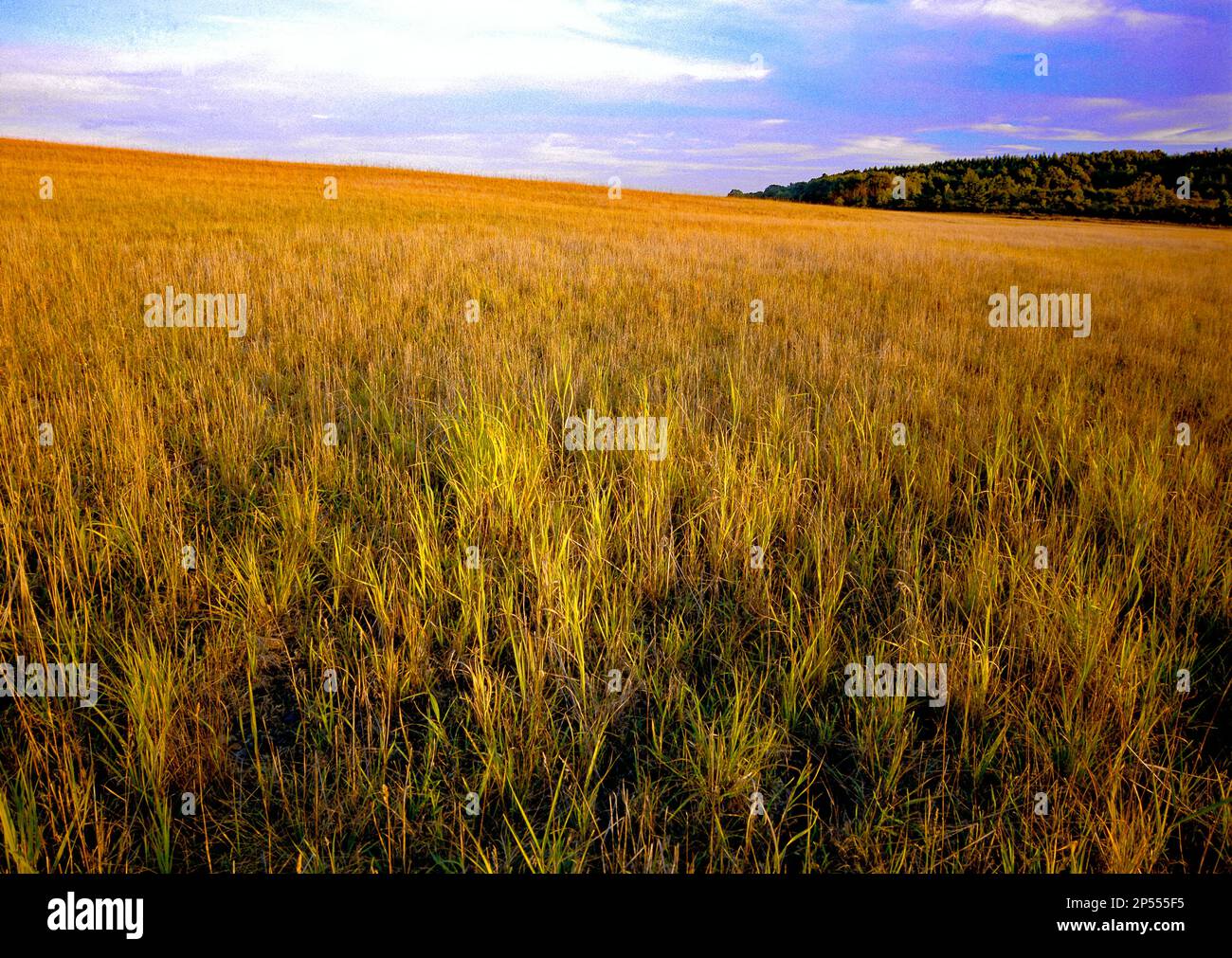 On State Game Lands #100 in Centre County, Pennsylvania a former strip ...