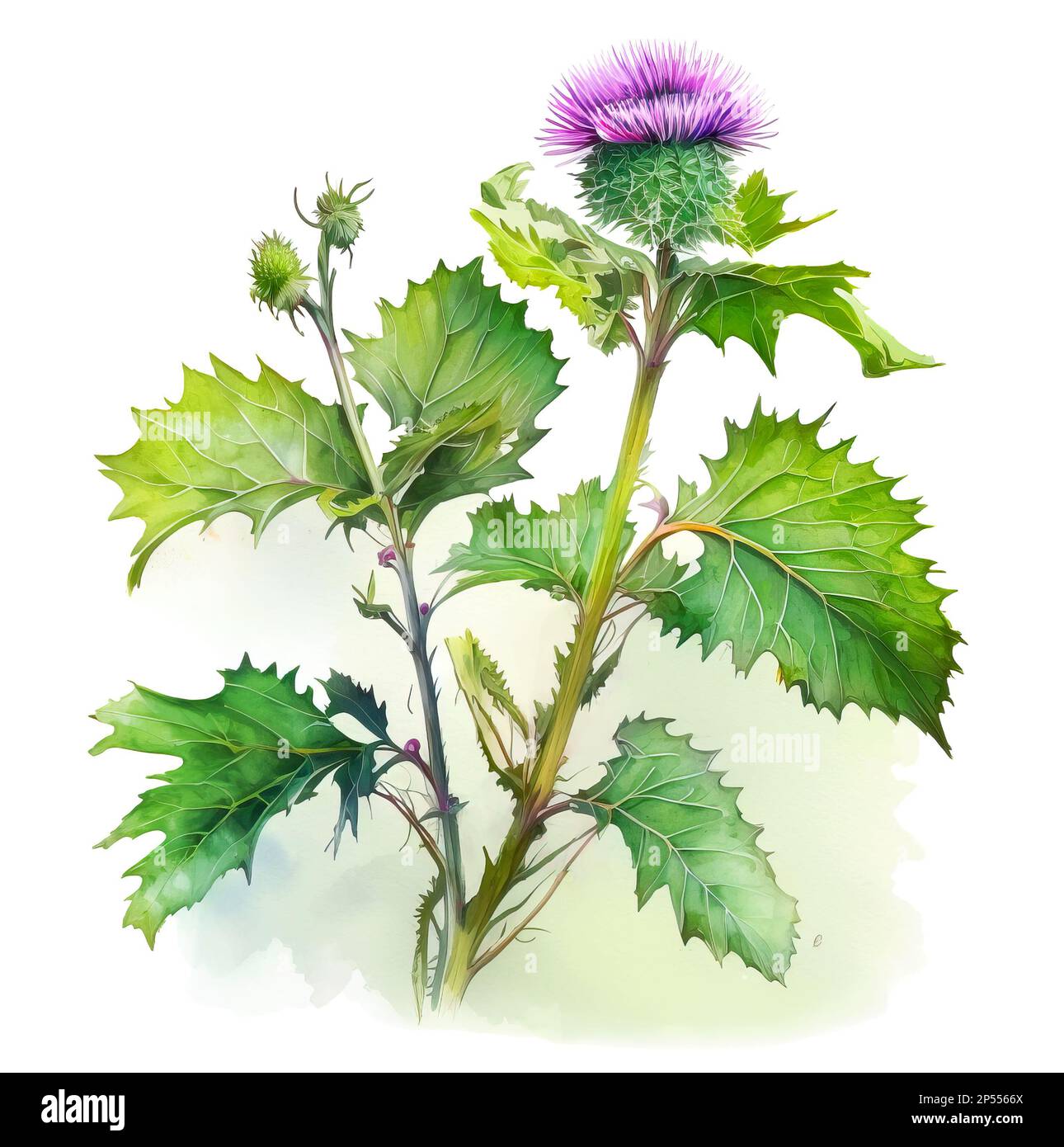 Burdock Plant Drawing
