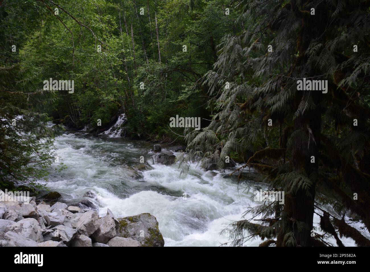 The rapids of Silverhope Creek, a tributary of the Fraser River, in the ...