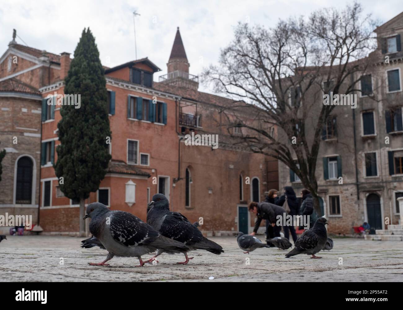 Feral pigeons Campo San Polo, Venice, Italy Stock Photo - Alamy