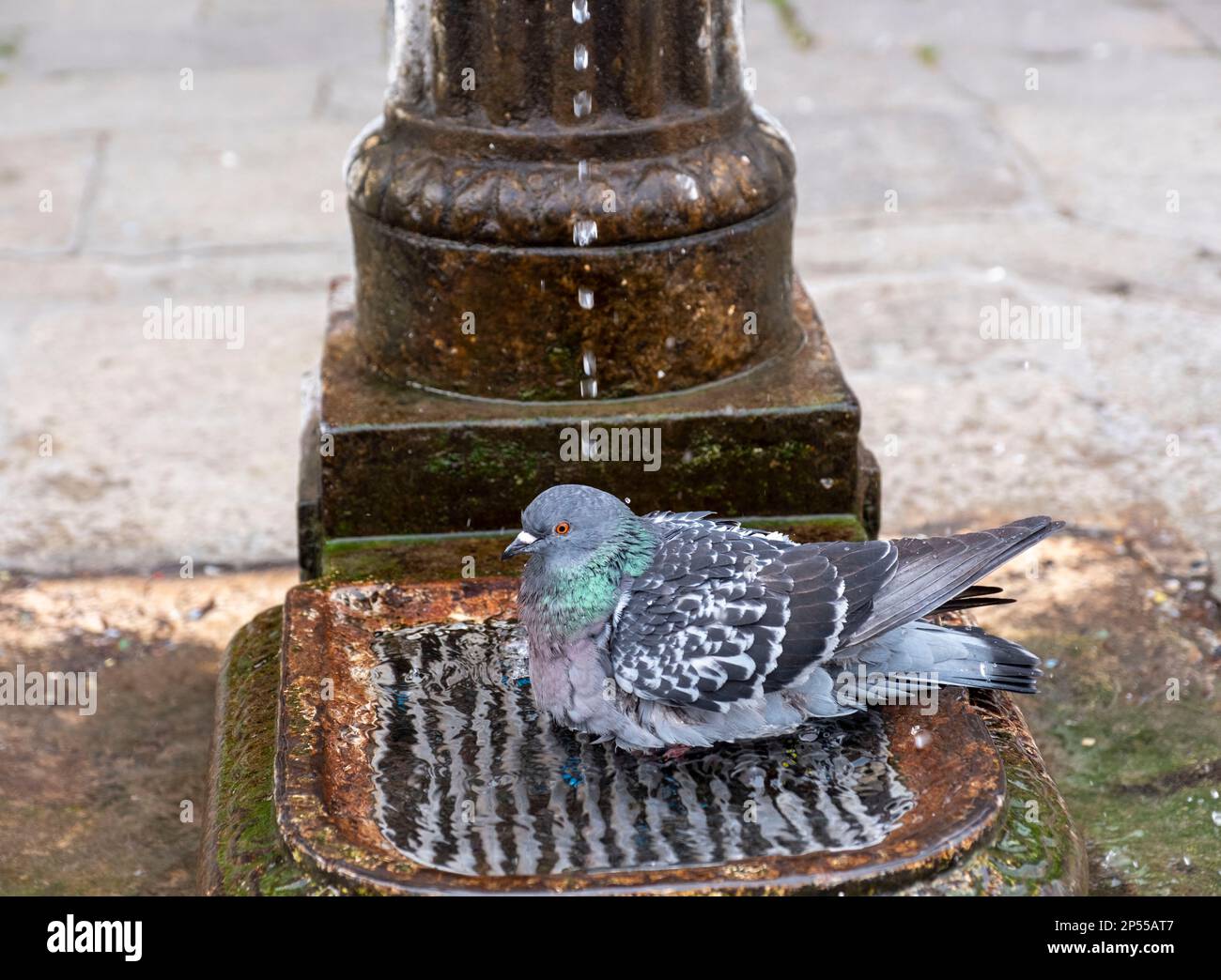 A pigeon having a shower under a water fountain, Campo San Polo, Venice ...