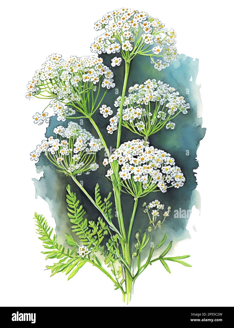 Drawing of yarrow Cut Out Stock Images & Pictures - Alamy