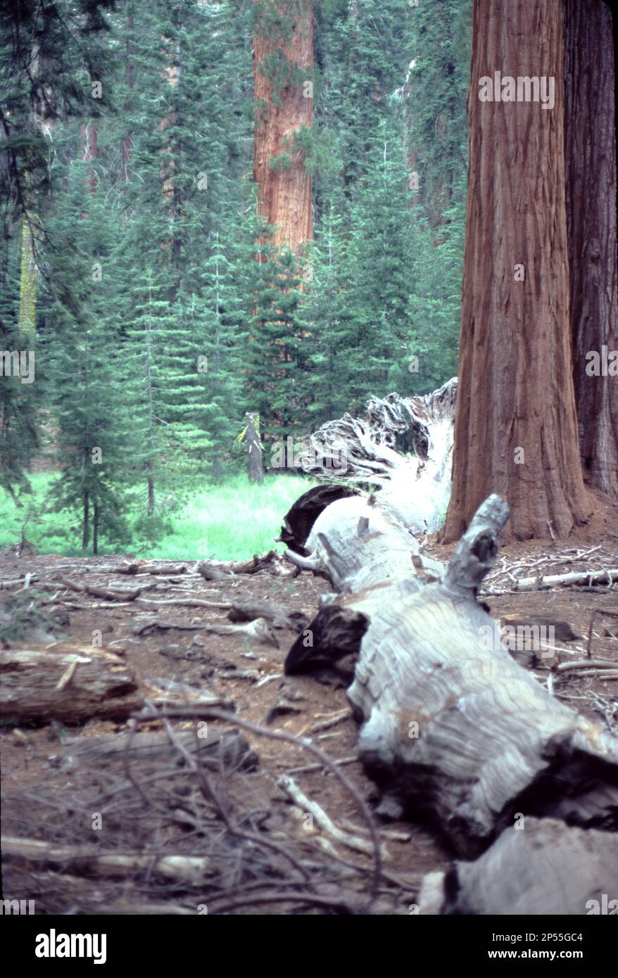 Yosemite and Sequoia-Kings Canyon National Parks. CA. USA. 1984 ...