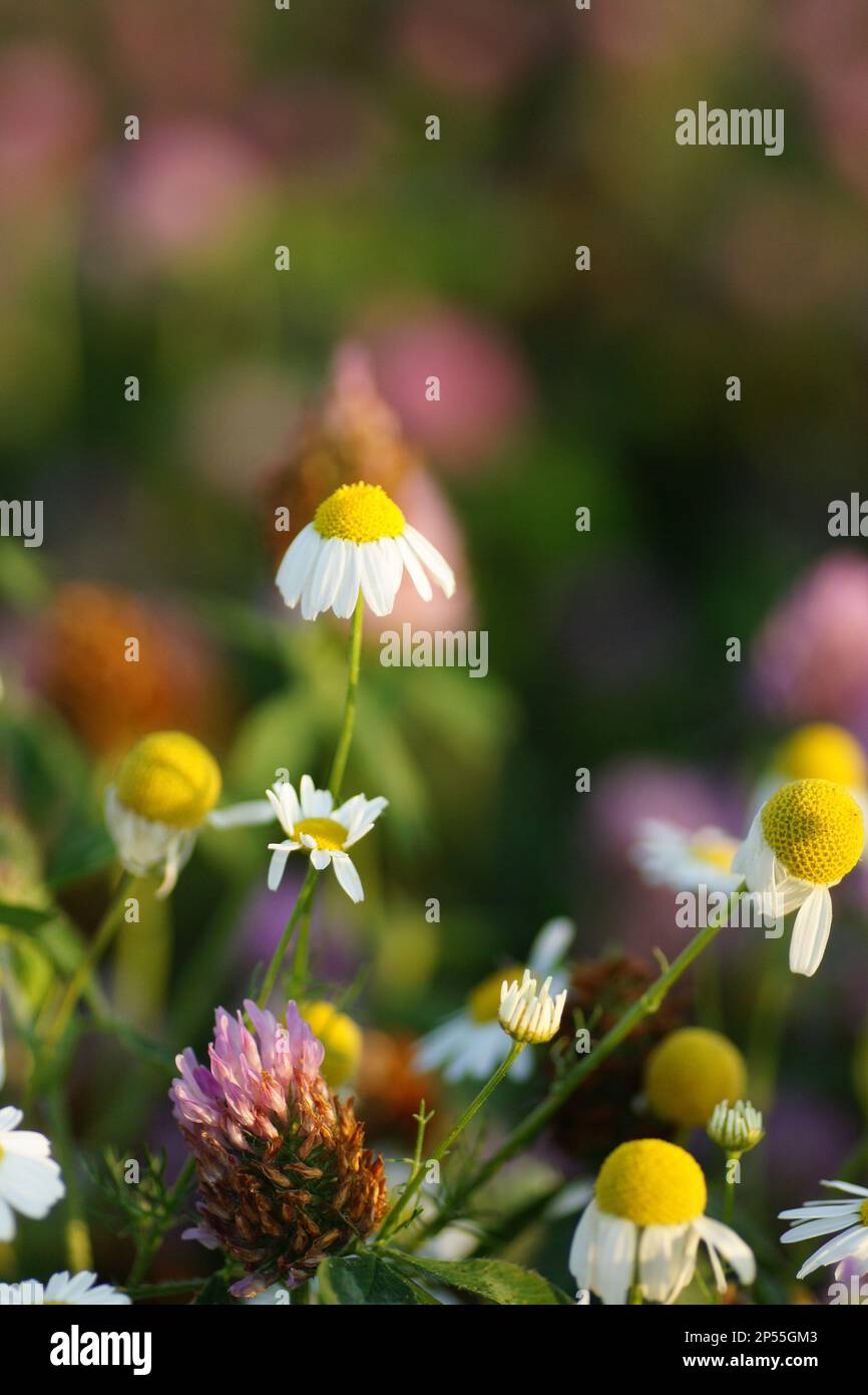 Prado floral hi-res stock photography and images - Alamy