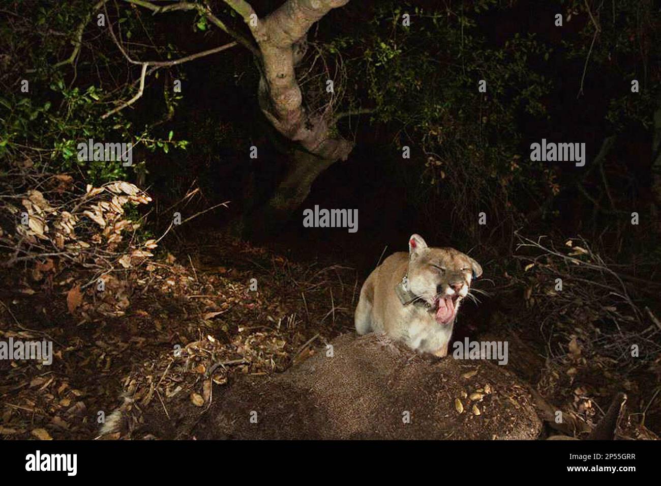 FILE - This Nov. 2014 file photo provided by the National Park Service ...