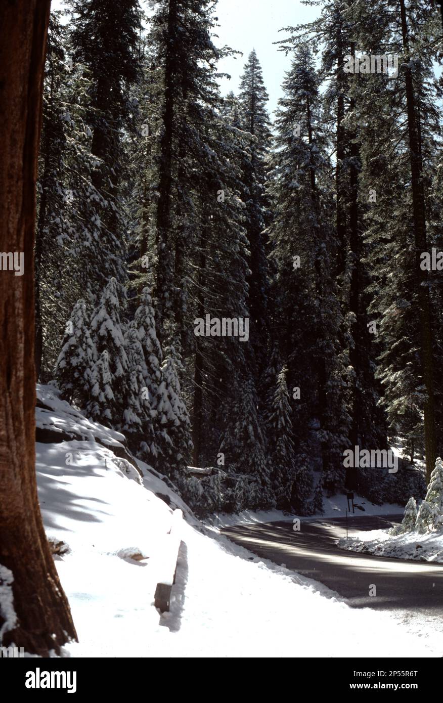 Yosemite and Sequoia-Kings Canyon National Parks. CA. USA. 1984 ...