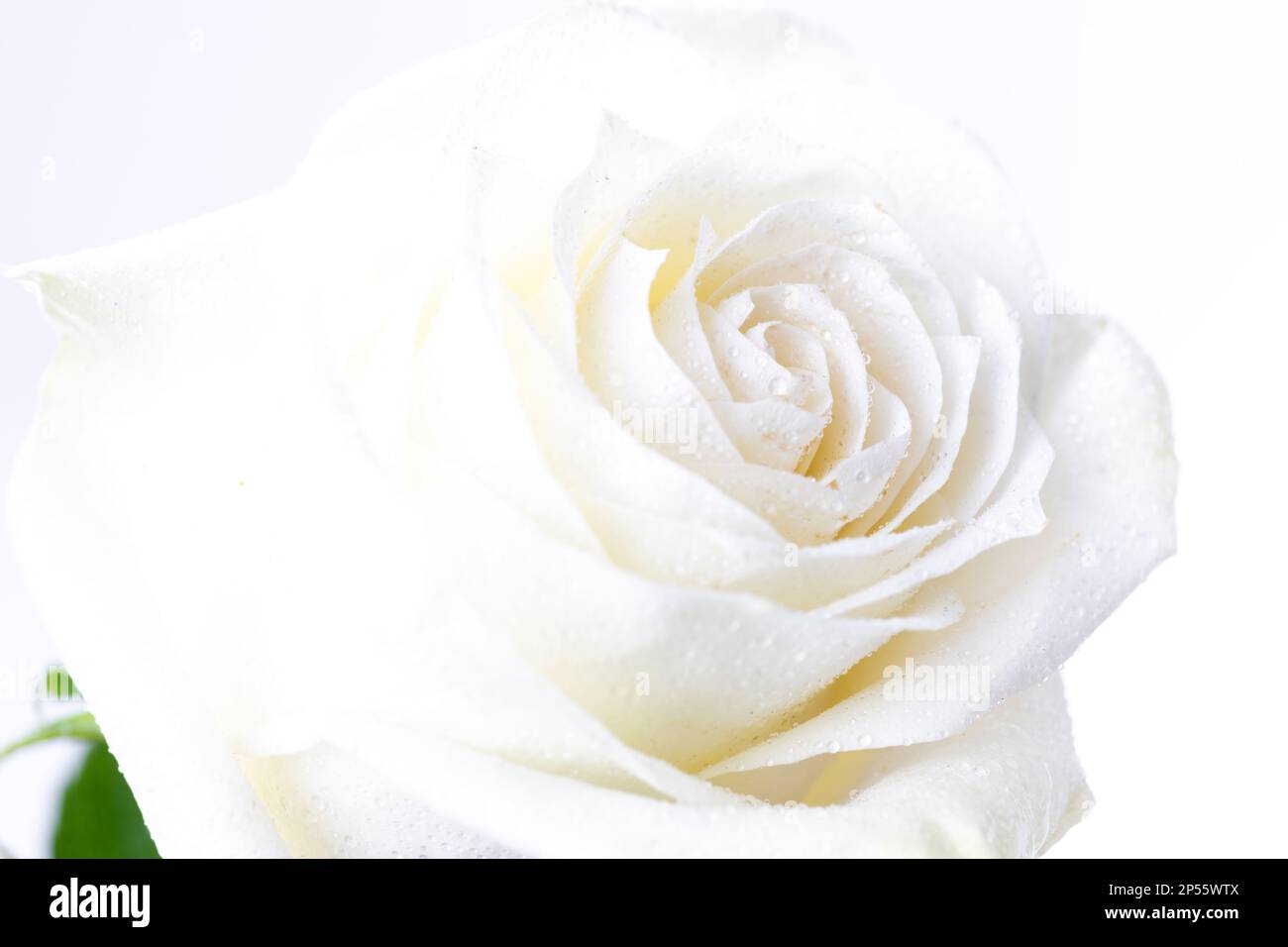 White rose on white background Stock Photo - Alamy