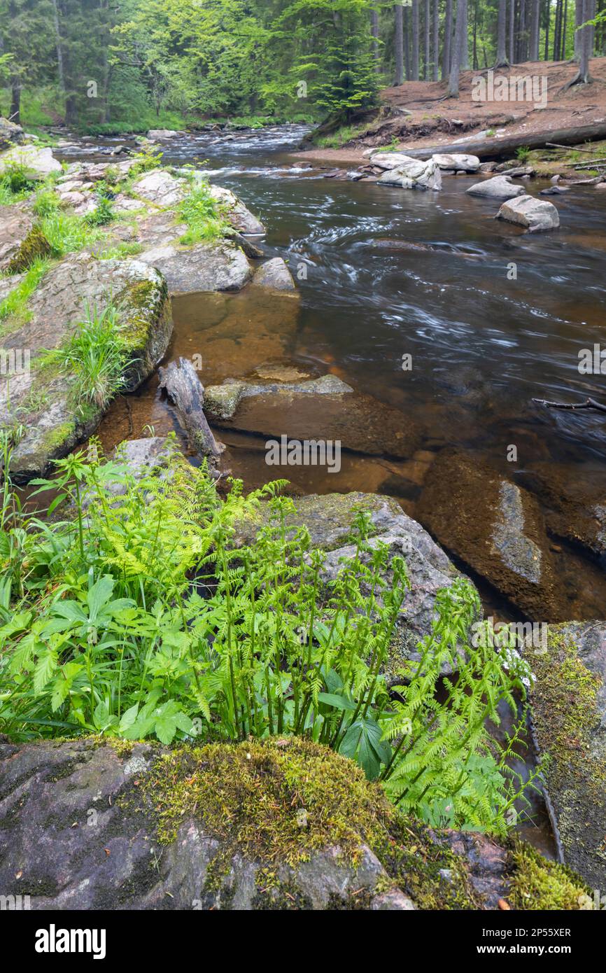 Divoka Orlice river in Zemska brana nature reserve, Orlicke mountains ...