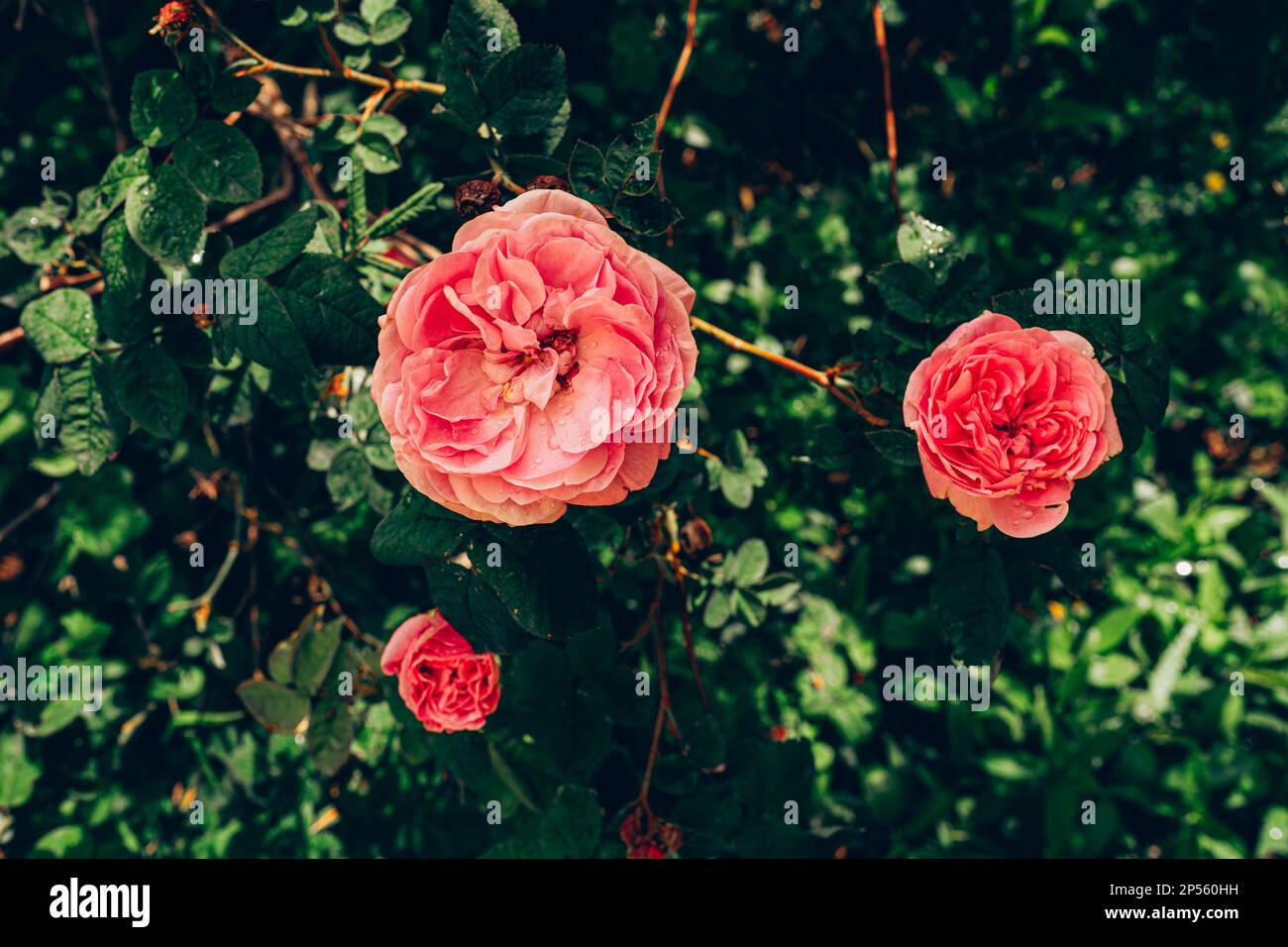 Rose flowers in the garden of roses. Natural background Stock Photo - Alamy