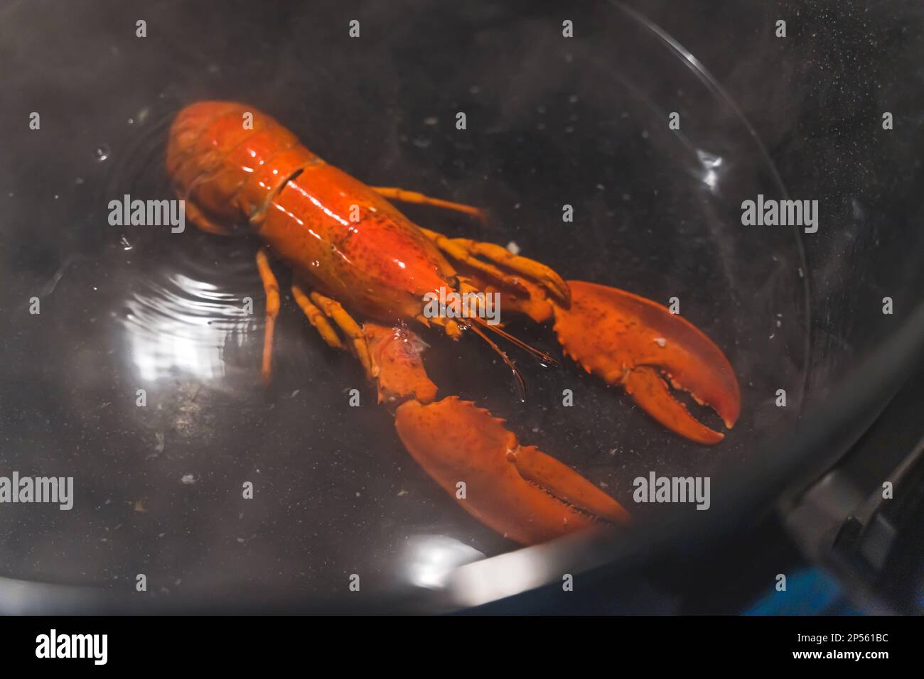 the lobster cooking process, lobster in a hot water in a pot. High ...