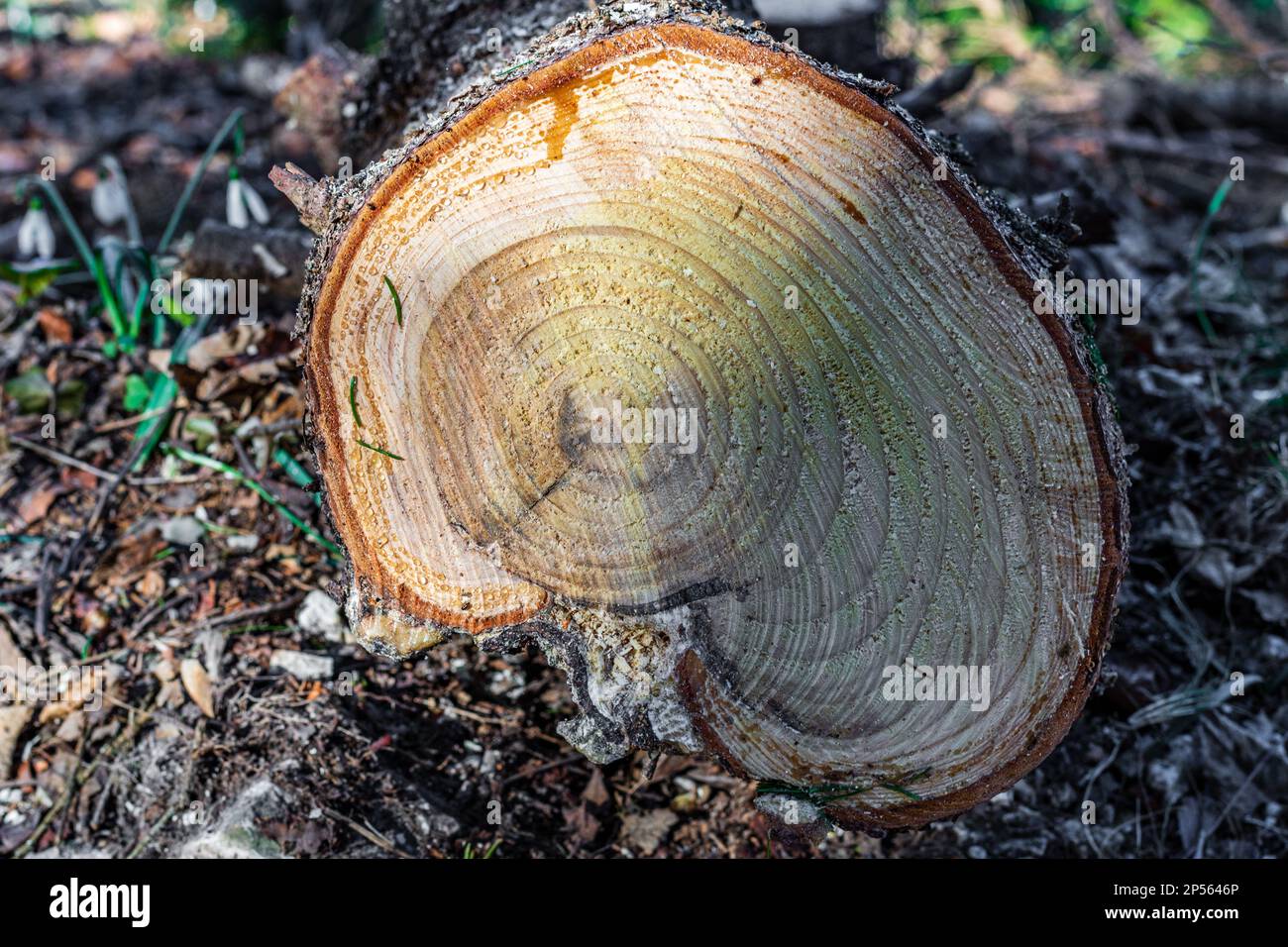 Cut tree trunk with circular cuts. Orange winter colors. Presence of ...