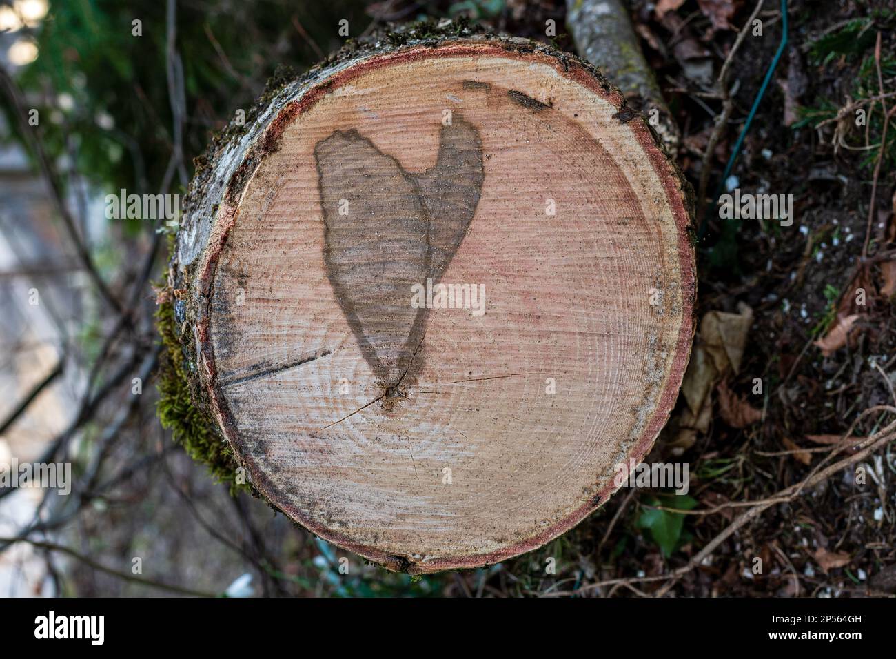 Cut tree trunk with circular cuts. Orange winter colors. Presence of ...