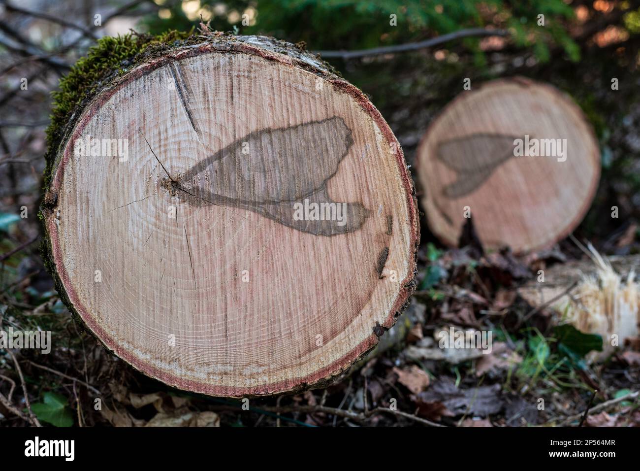 Cut tree trunk with circular cuts. Orange winter colors. Presence of ...