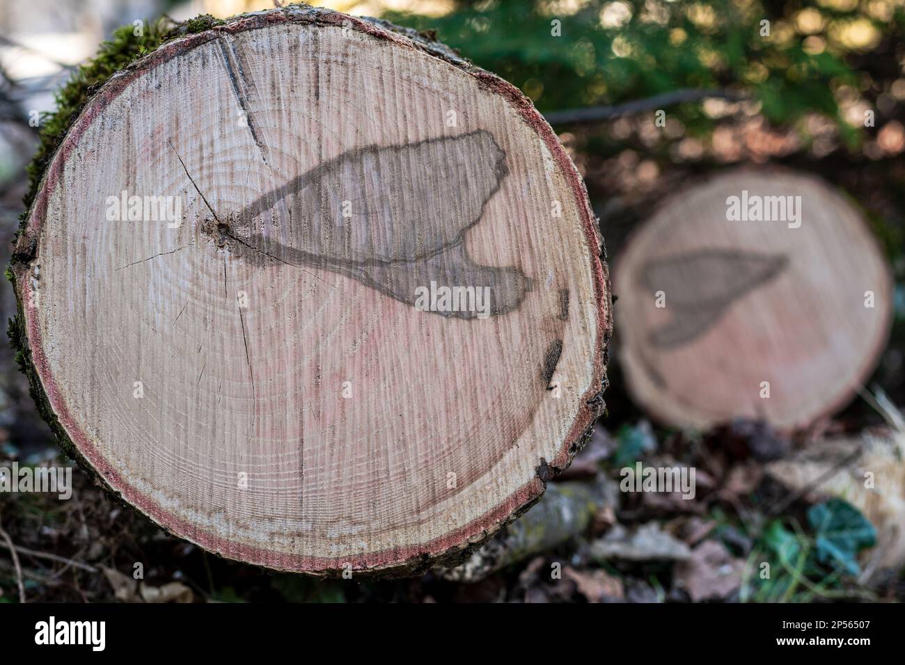 Cut tree trunk with circular cuts. Orange winter colors. Presence of ...