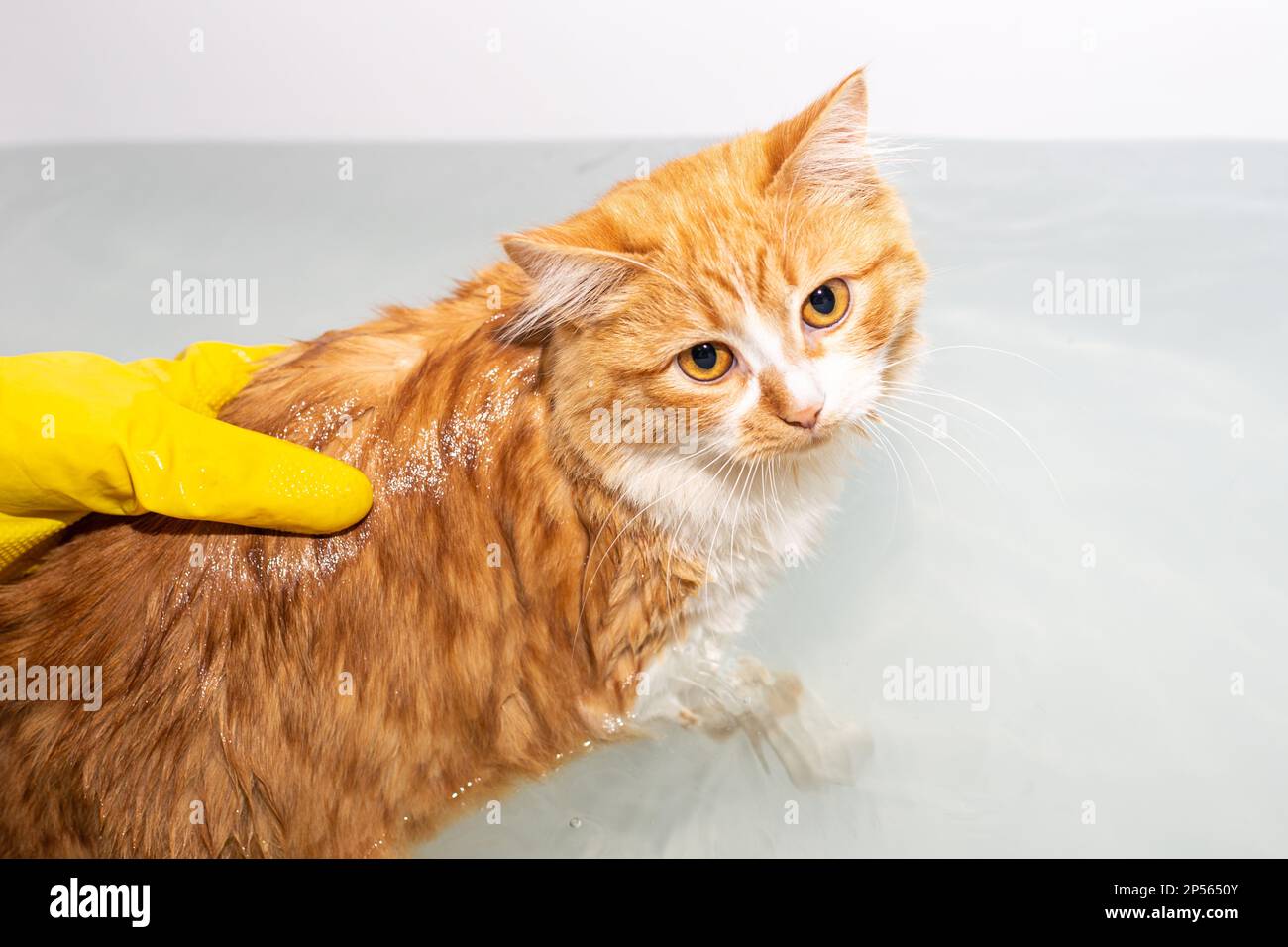 Bathing the cat in the bathtub. The owner has lowered the ginger cat ...